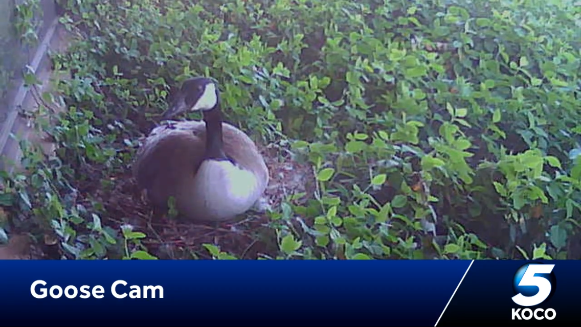 LIVE: KOCO 5 Goose Cam