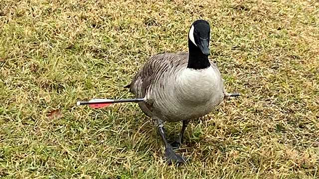 Wildlife officers trying to catch goose that has arrow through chest