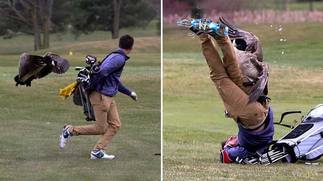 Incredible photos show high school golfer taken down by angry goose