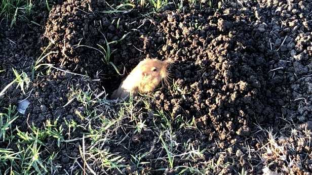 Gopher infestation causes widespread damage on Sacramento baseball fields