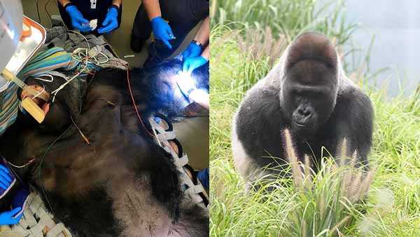 Beloved Louisville Zoo gorilla recovering after surgery on abdominal mass
