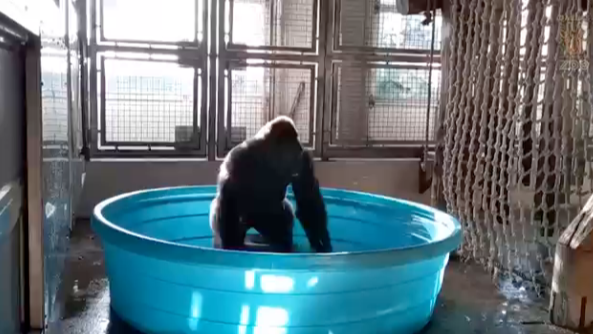 Breakdancing gorilla busts a move in pool