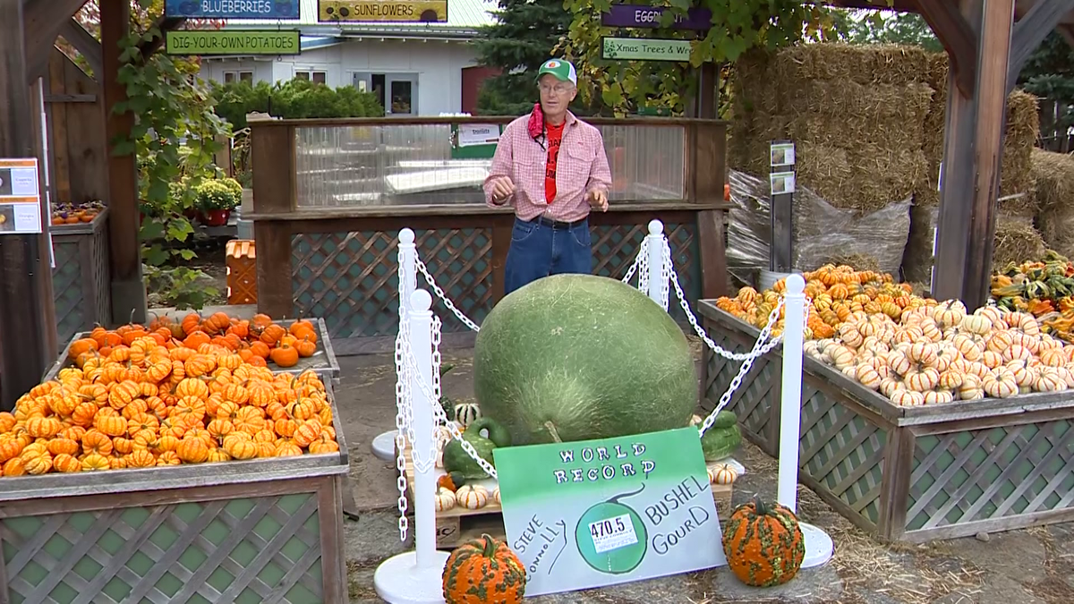 Giant 470.5-pound gourd grown in Massachusetts makes way into record books