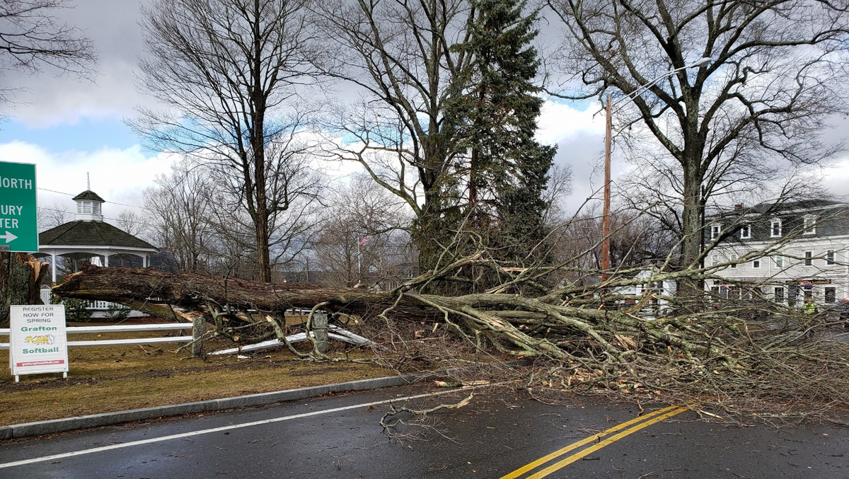 Gusty winds topple trees, tear down wires