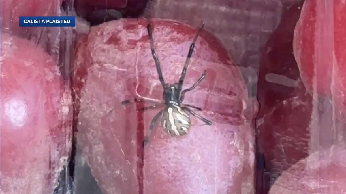 Woman finds widow spider in grapes bought at New Hampshire store