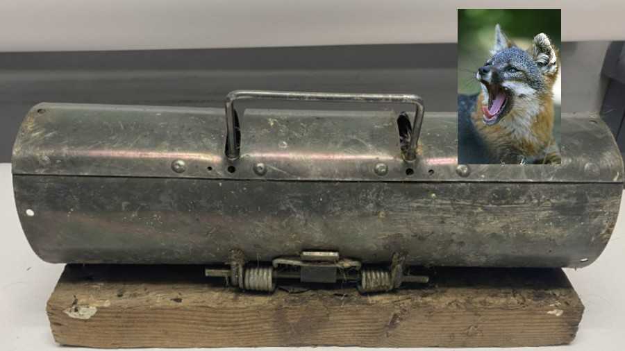 Police seek tips on animal traps after dead fox found in Calif.