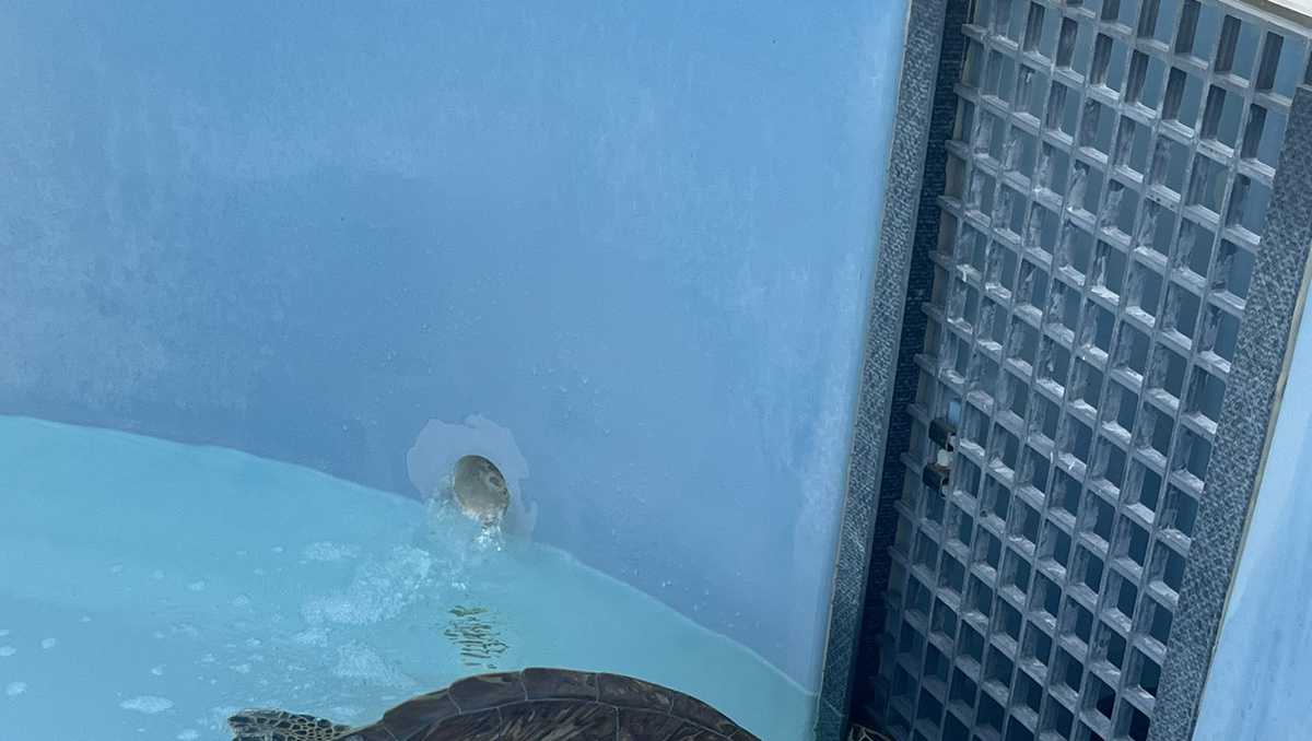 Loggerhead Marinelife Center voted #1 by USA Today