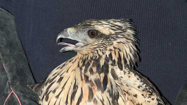 Maine's cold climate proves too much for rare hawk