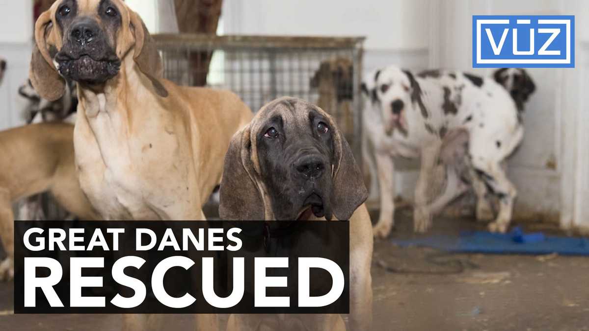 Dozens of Great Danes rescued from a suspected puppy mill