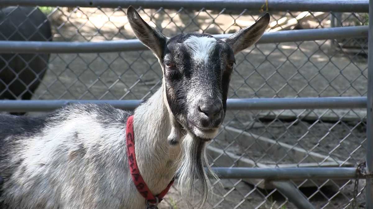 Watch: Adopt This Pet: Goats