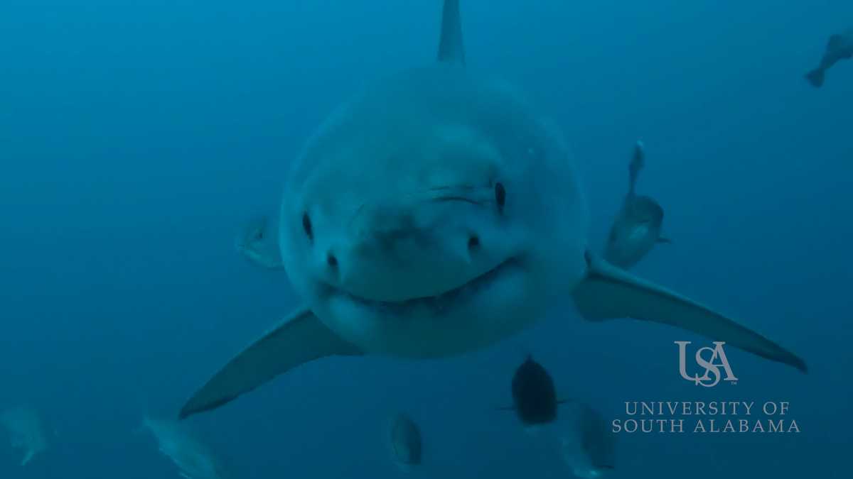 Caught on camera: Great white shark spotted off Alabama coast