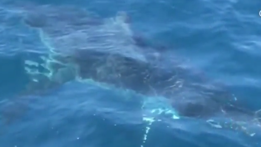 Family spots great white shark while fishing in Florida