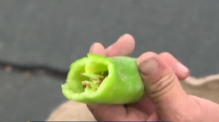 First batch of beloved green chile arrives early