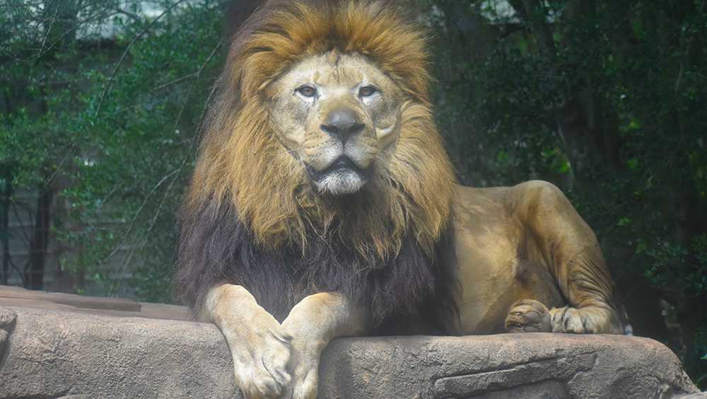 South Carolina: Greenville Zoo's African lion euthanized