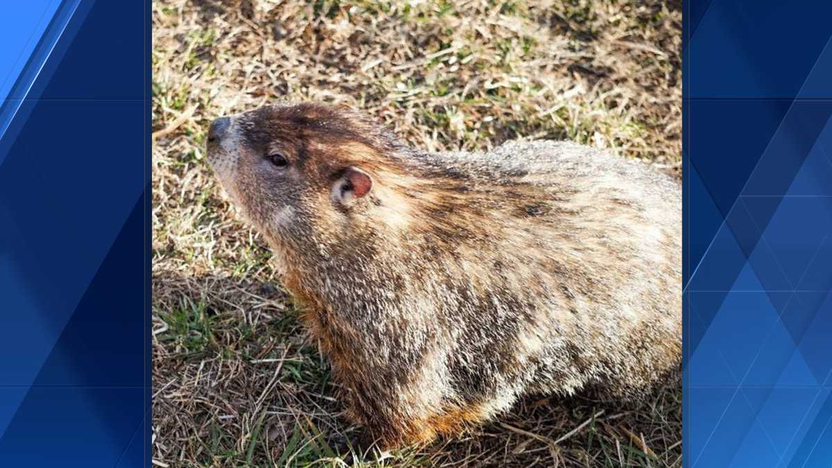 NC's Greta the Groundhog predicts 6 more weeks of winter