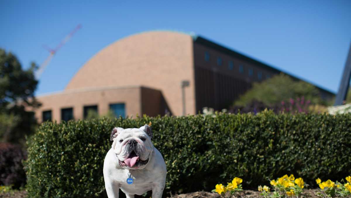 Drake Bulldogs' first live mascot, Griff I, dies at age 11