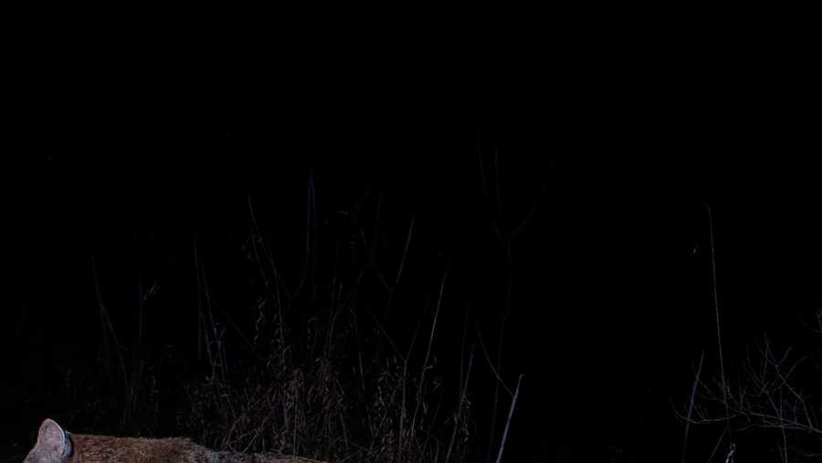 Massachusetts homeowner captures photo of Bobcat in backyard