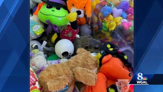Groundhog found inside claw machine in Pennsylvania