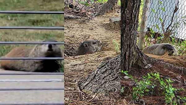 Move over, Punxsutawney Phil: Louisville has a whole family of groundhogs