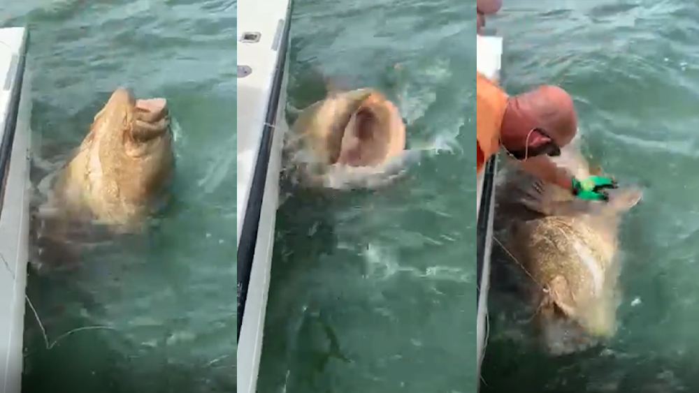 'Yeah, Fat Girl!' Fisherman reels massive, rare goliath grouper off ...