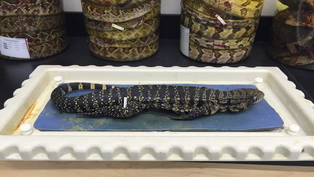 Georgia Southern Biology Department trapping Tegu Lizards