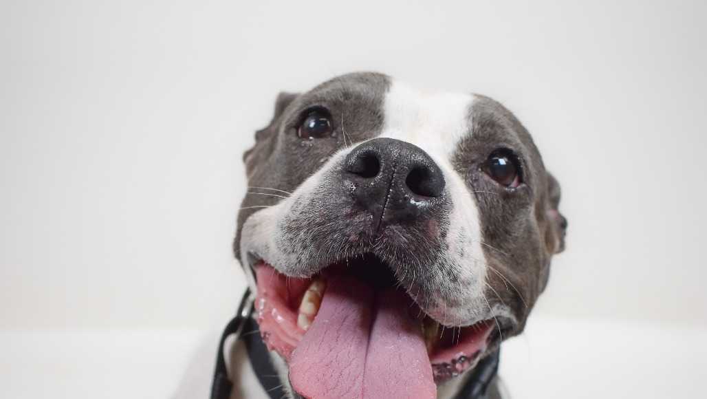 'Perfect family dog': 7-year-old Friya looking for forever home