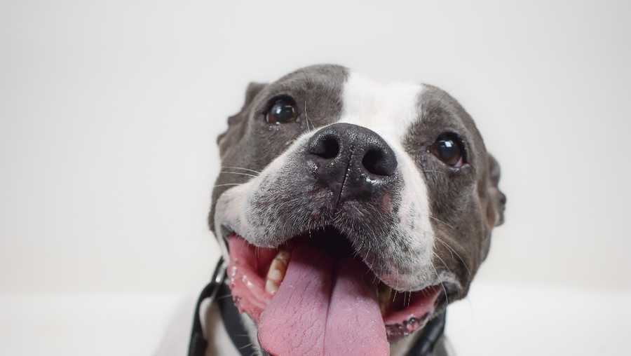 'Perfect family dog': 7-year-old Friya looking for forever home