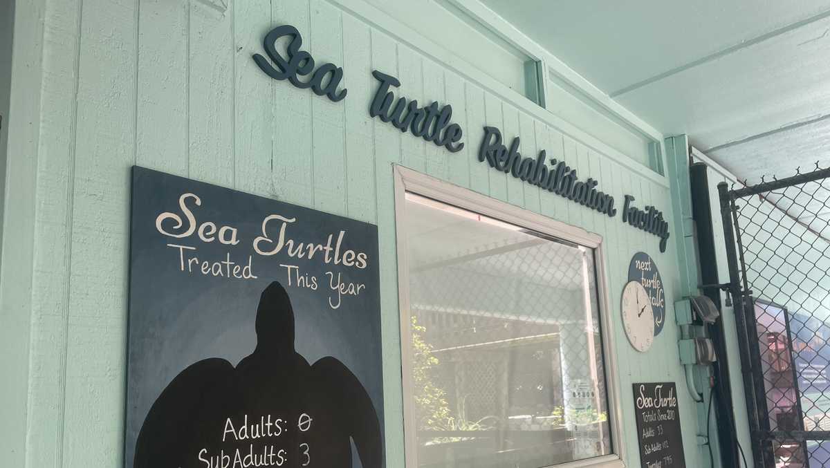 Gumbo Limbo Coastal Stewards will fully oversee sea turtle rehab ...
