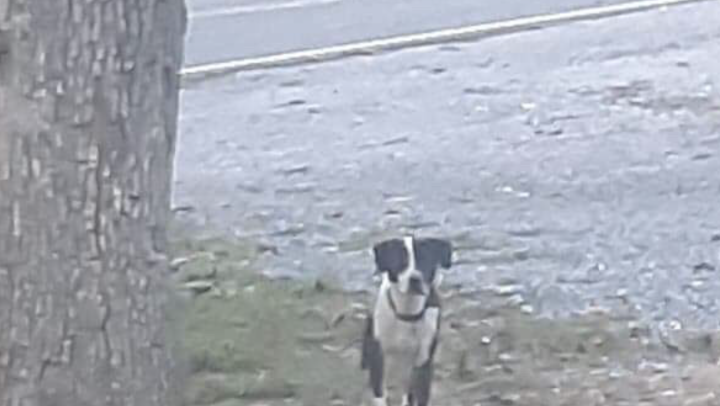 Lost and Found Pets in the WXII 12 Community