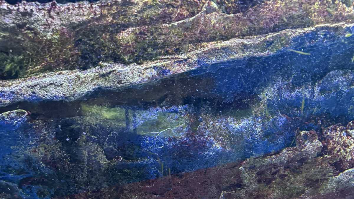 Shark Preservation Week: Where to learn more about the ocean's top ...