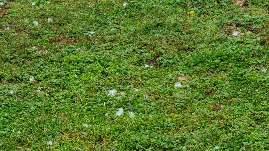 Tornado, large hail caught on camera amid strong storms that damaged ...