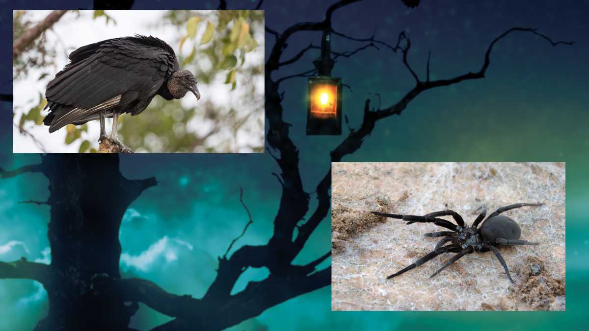 South Carolina: Halloween creatures that should not be feared