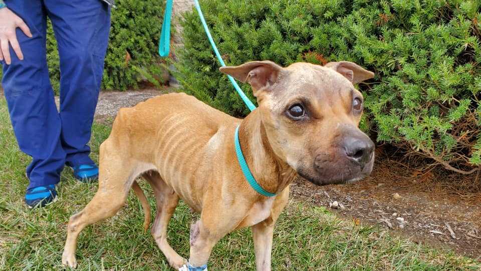 Volunteers search for foster home after sharing progress of dog rescued ...