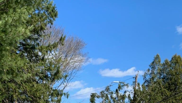 Gusty winds down trees, power lines across state