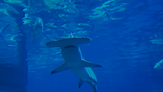 Hammerhead shark arrives at SeaWorld