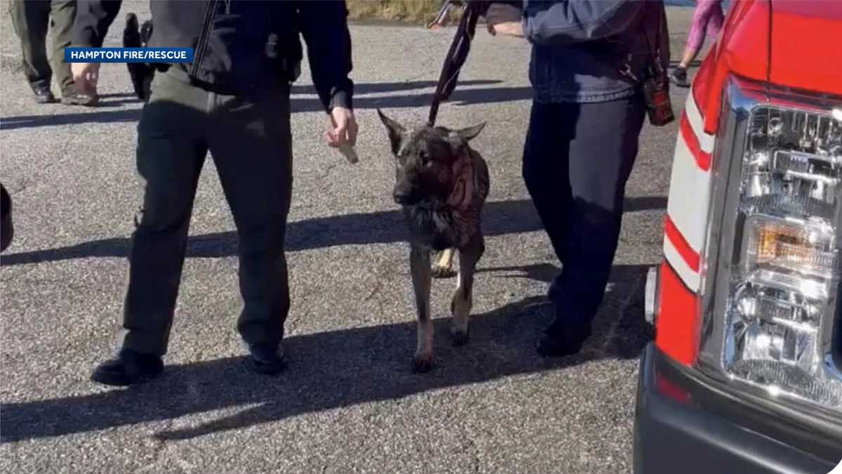 Dog rescued from water in Hampton, NH by firefighters