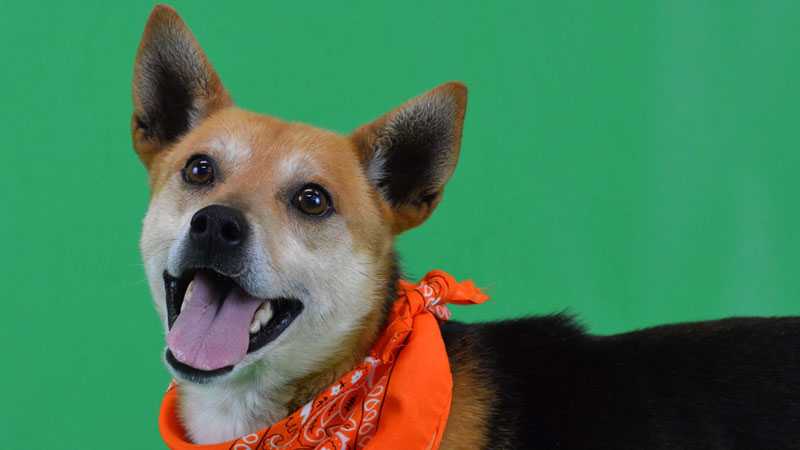 Meet the Kentucky Humane Society Pets of the Week: 6/28