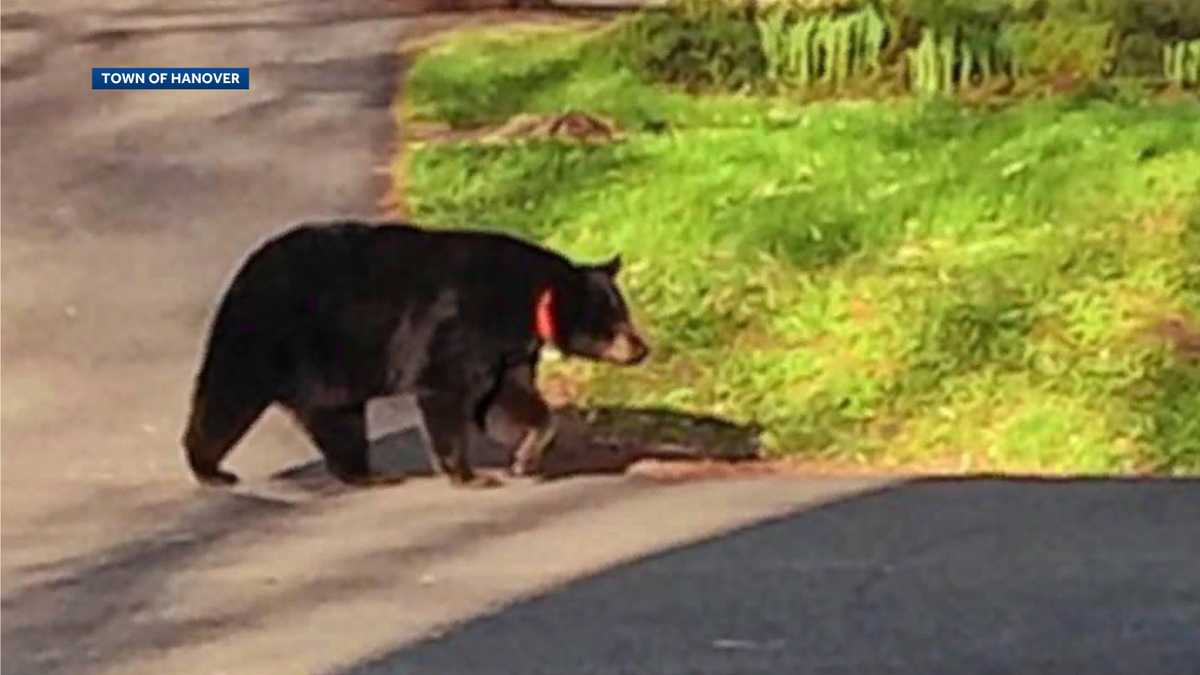 'Mink,' Hanover's most famous bear, is back in town