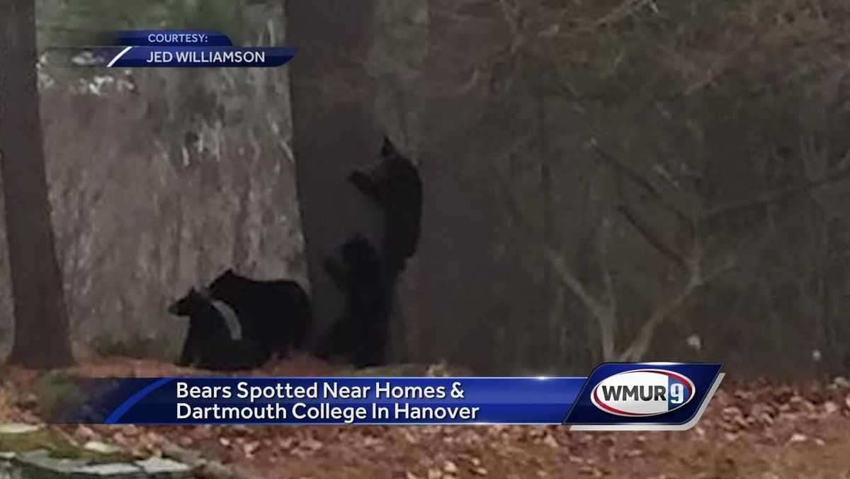 Hanover mother bear relocated to northern new Hampshire