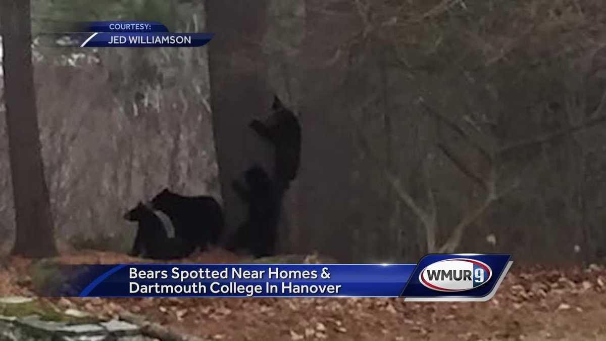 Bear family living near downtown Hanover causing concern