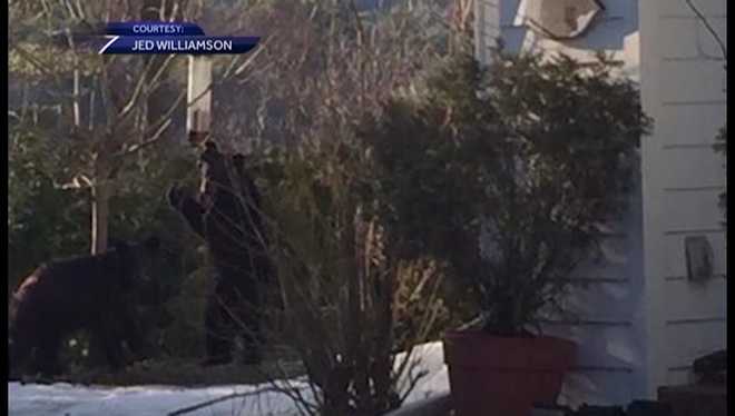 Wildlife officers to trap, relocate family of bears instead of euthanizing