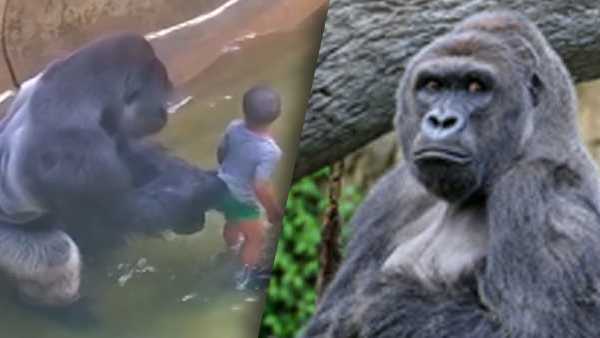Archives: Harambe the gorilla shot dead when child falls into enclosure