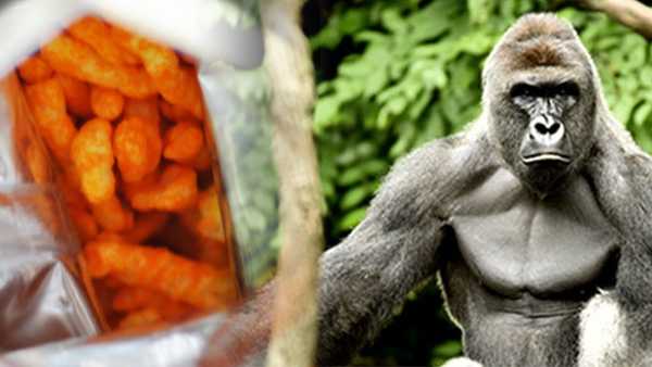 'Harambe-shaped' Cheeto could sell for thousands on eBay