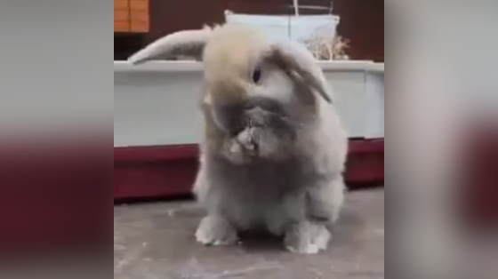 Cincinnati Zoo introduces an 8-week-old bunny