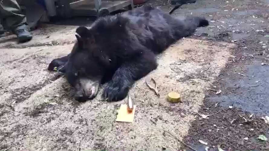 Young black bear found in Harrisburg
