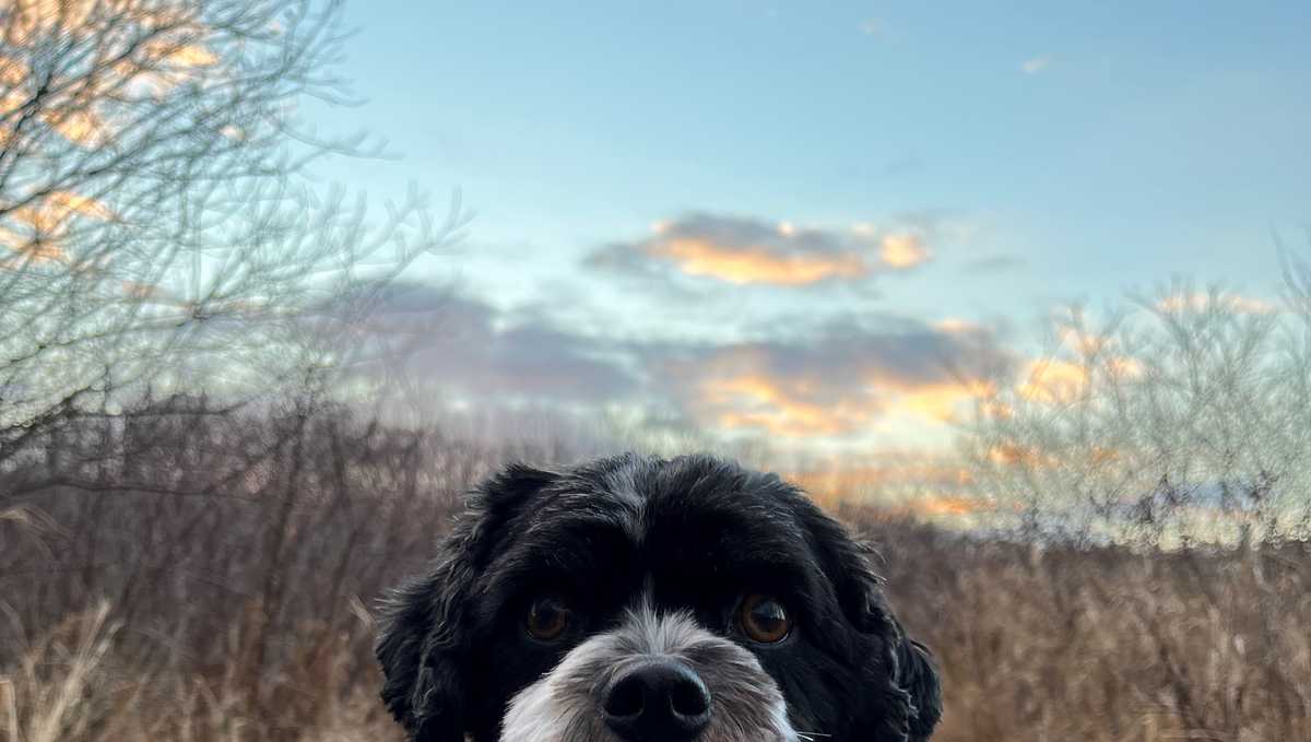 MetroWest families devastated after 2 dogs killed by coyotes