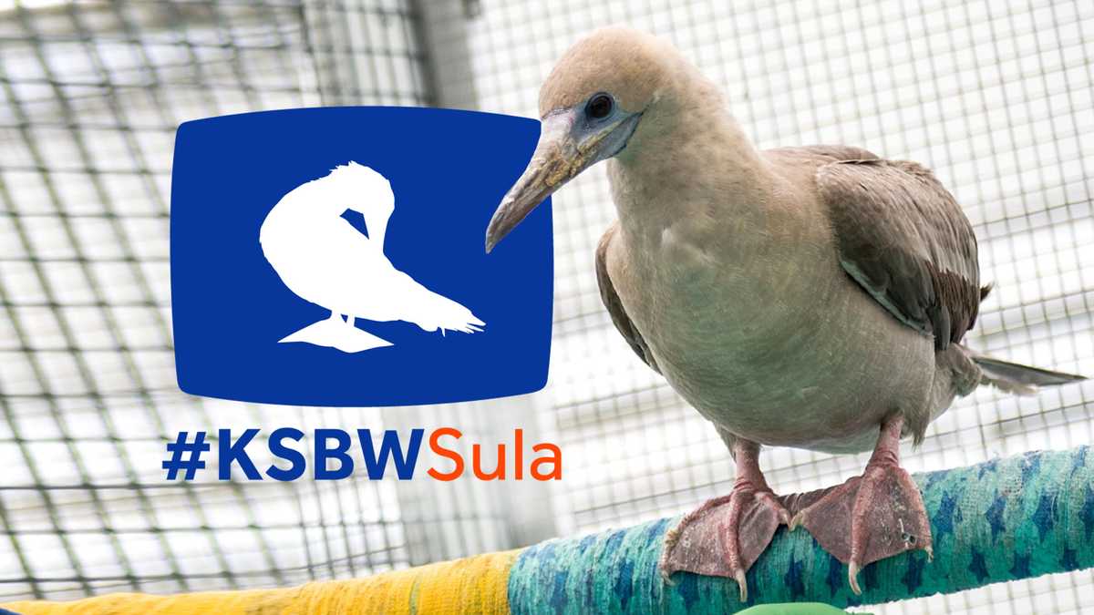 Meet Sula: The red-footed booby at the Monterey Bay Aquarium