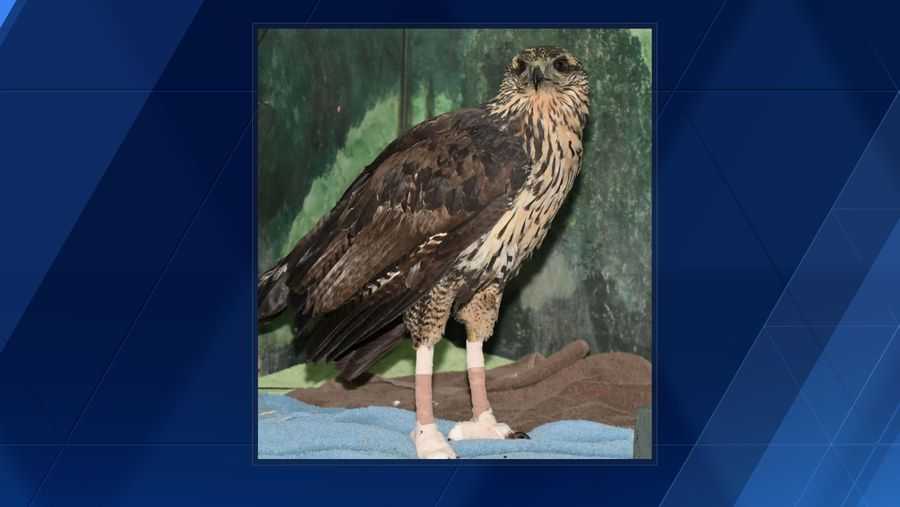 Rare hawk rescued in Maine to be preserved, put on display