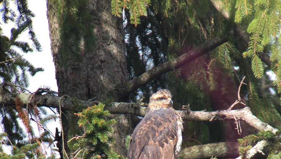 Rare hawk from Central, South America spotted in Maine again
