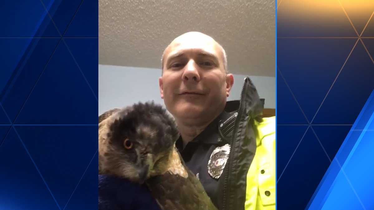 Upstate police officer saves injured hawk, police say